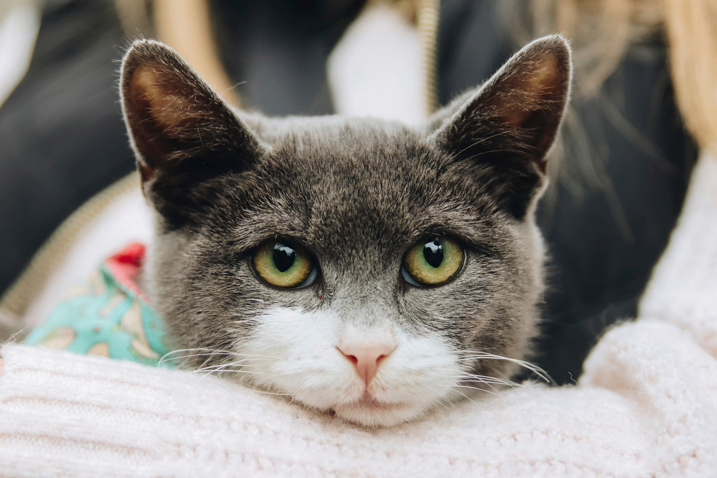 Classes & Events – Figgy