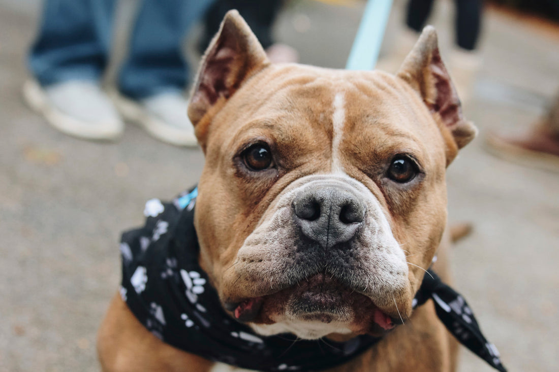 Classes & Events – Figgy